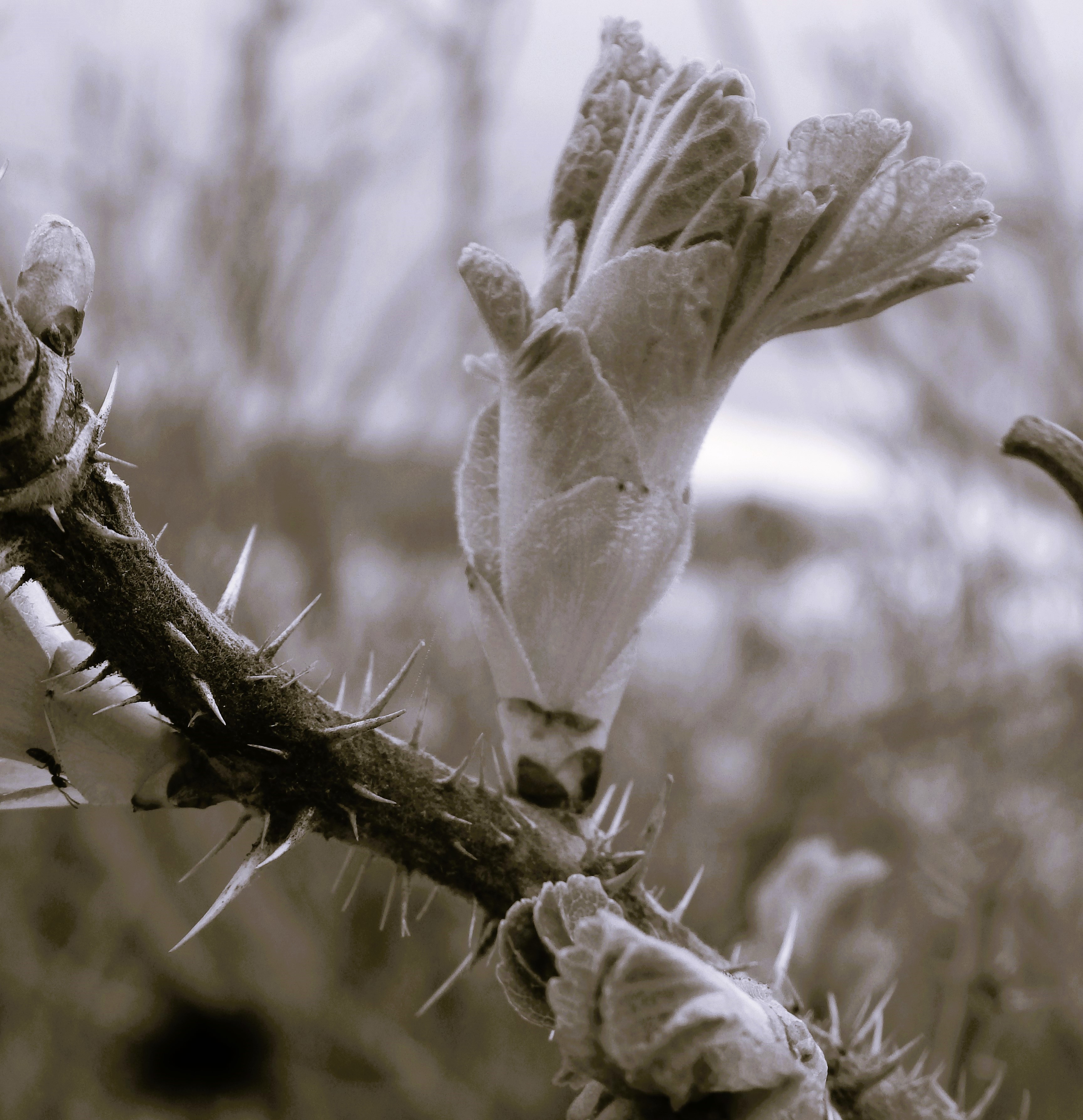 Every Stick Has Two Ends – A Discourse on the Consequences of Drug Use Normalization – Recovery ...